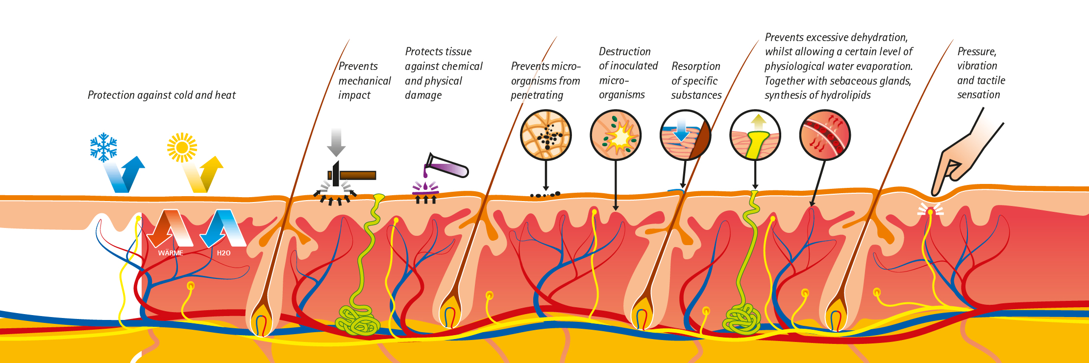 Region Of The Papillary Dermis